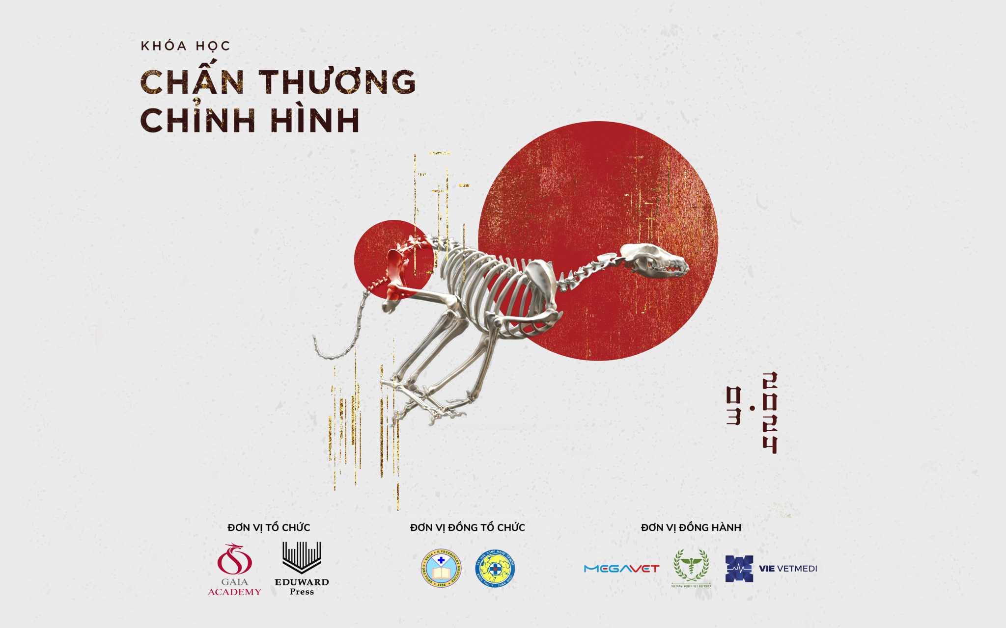 LƯU ĐỒ CHẨN ĐOÁN TÌNH TRẠNG TIM TO TRÊN THÚ NHỎ - Thiết bị Thú Y MegaVet